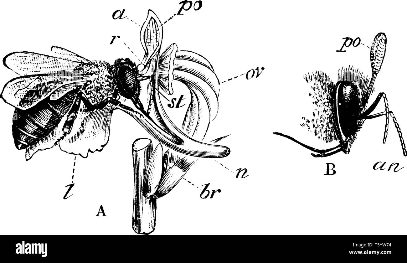 It is also called the Orchis Mauro. A different part of Orchis Mario is ...