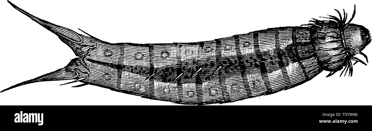 Kinorhynch is a phylum of small marine invertebrates that are ...