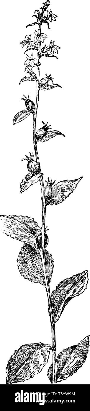 Engravi Stock Vector Images - Alamy