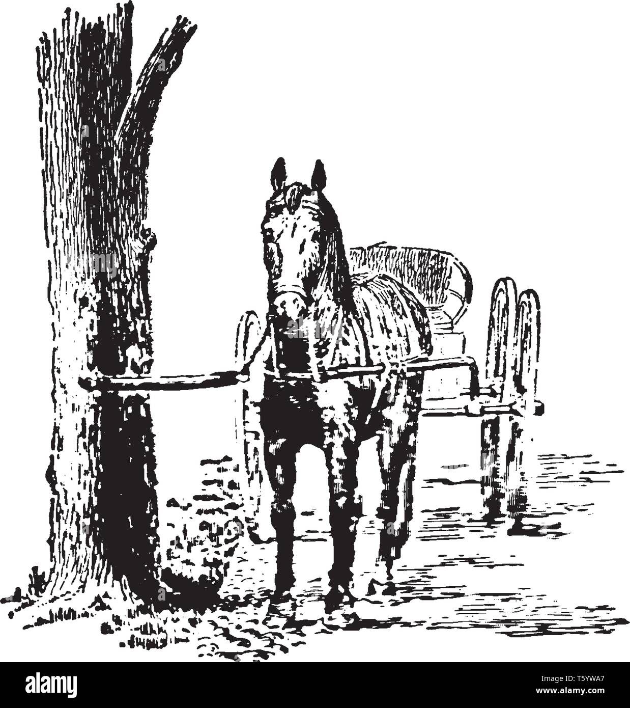 Hitching is a safe method of hitching a horse to a tree, vintage line ...
