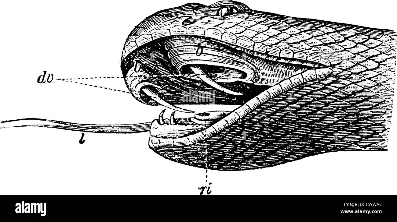 African Snake Drawing