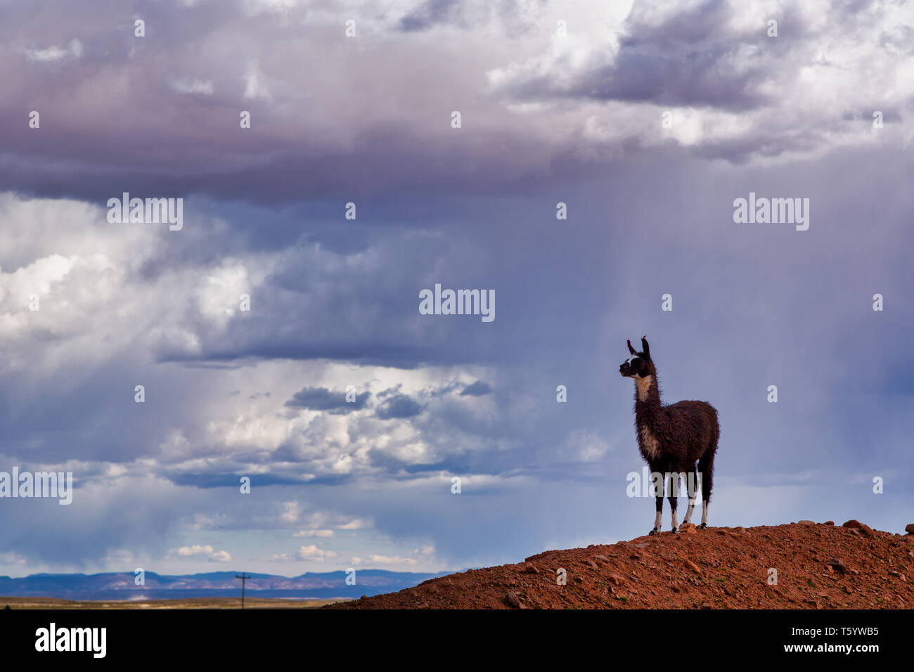 A Llama (Lama glama) Staring form top of a Hill at the Andes Mountains ...