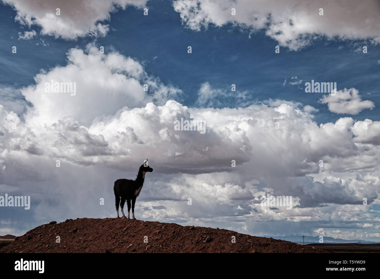 A Llama (Lama glama) Staring form top of a Hill at the Andes Mountains ...