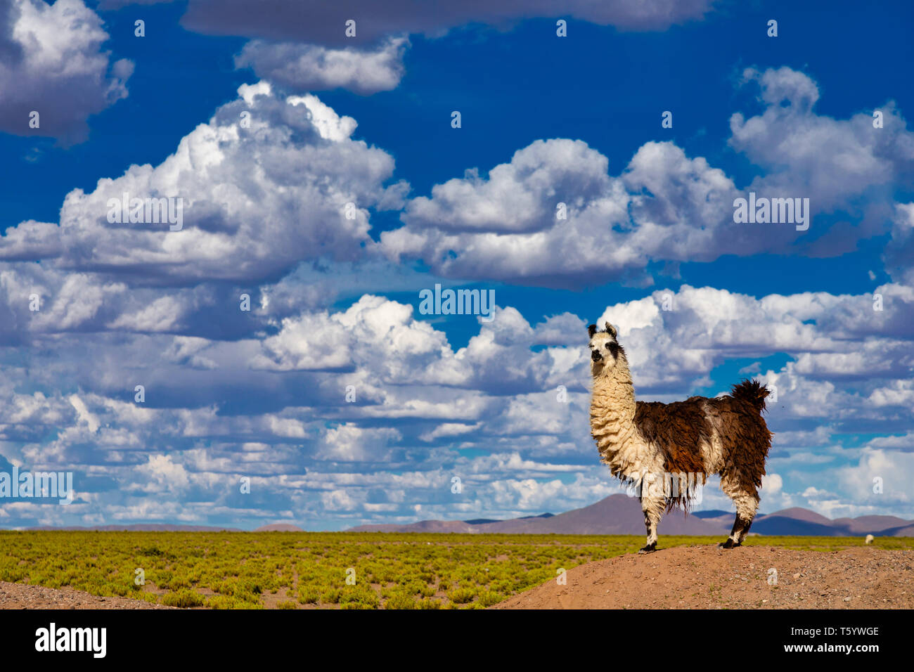 A Llama (Lama glama) Staring form top of a Hill at the Andes Mountains ...