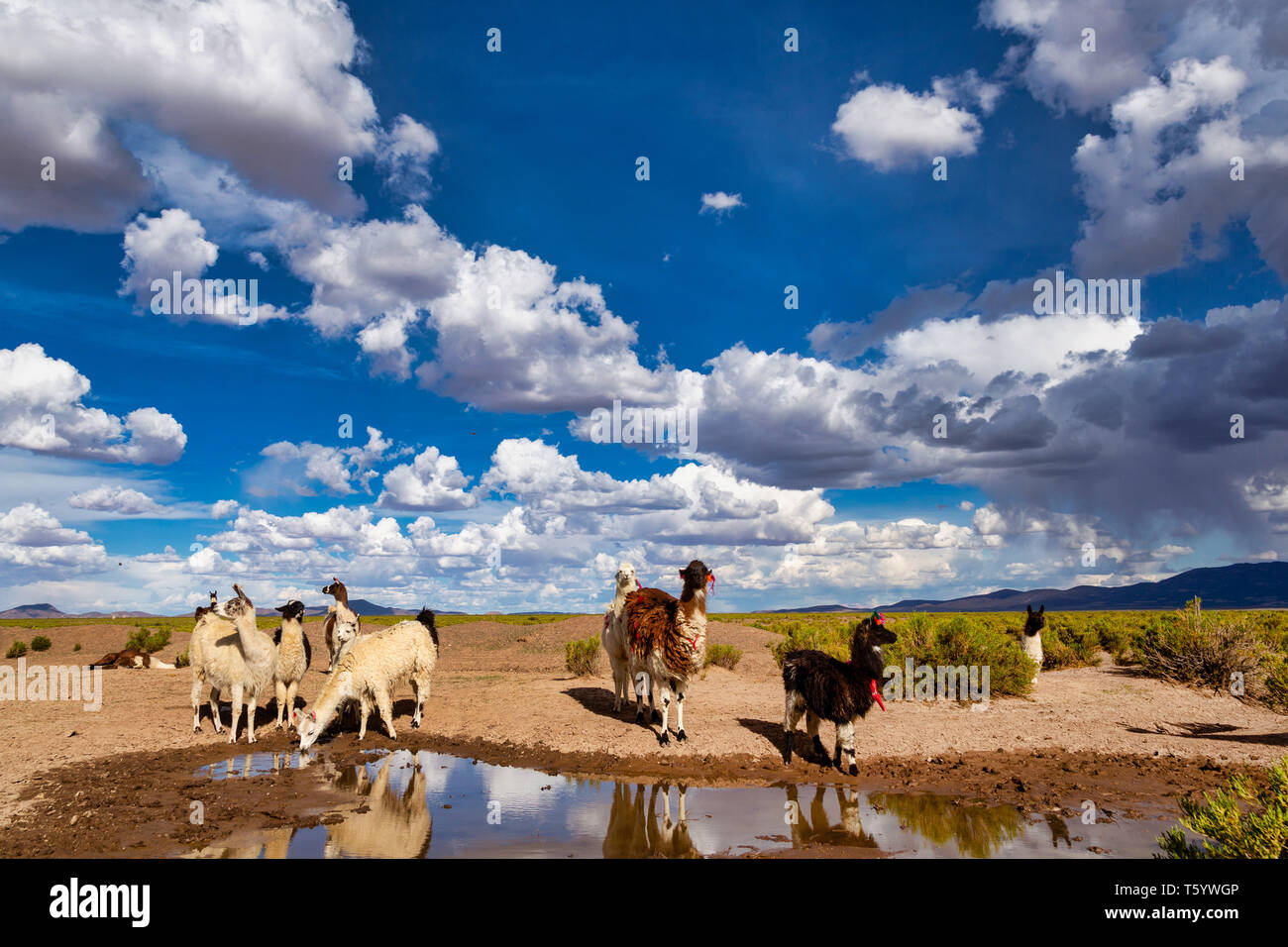 Llamas (Lama glama) Drinking Water at a Pond in the Andes Mountains. At ...