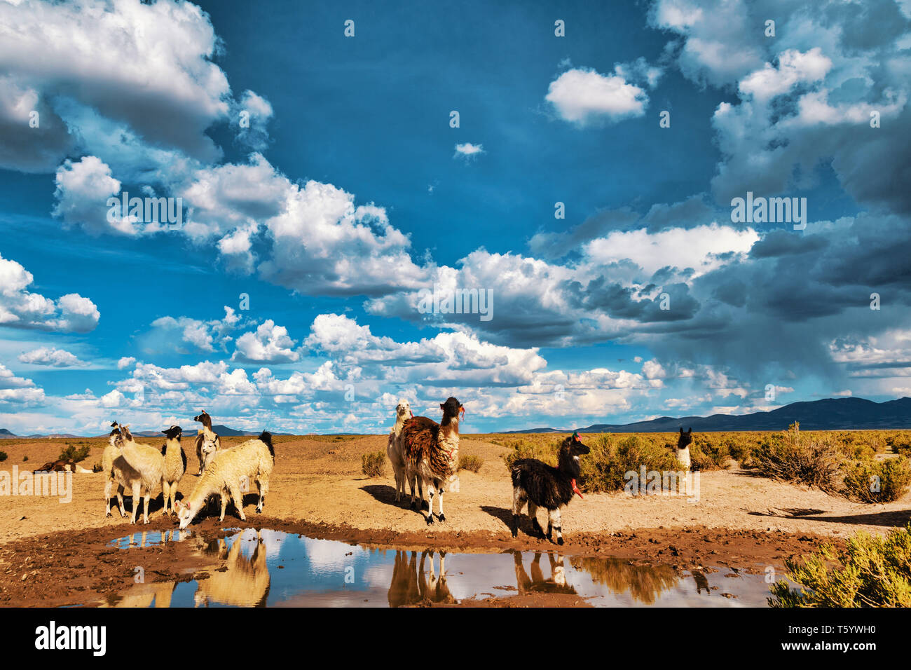 Llamas (Lama glama) Drinking Water at a Pond in the Andes Mountains. At ...