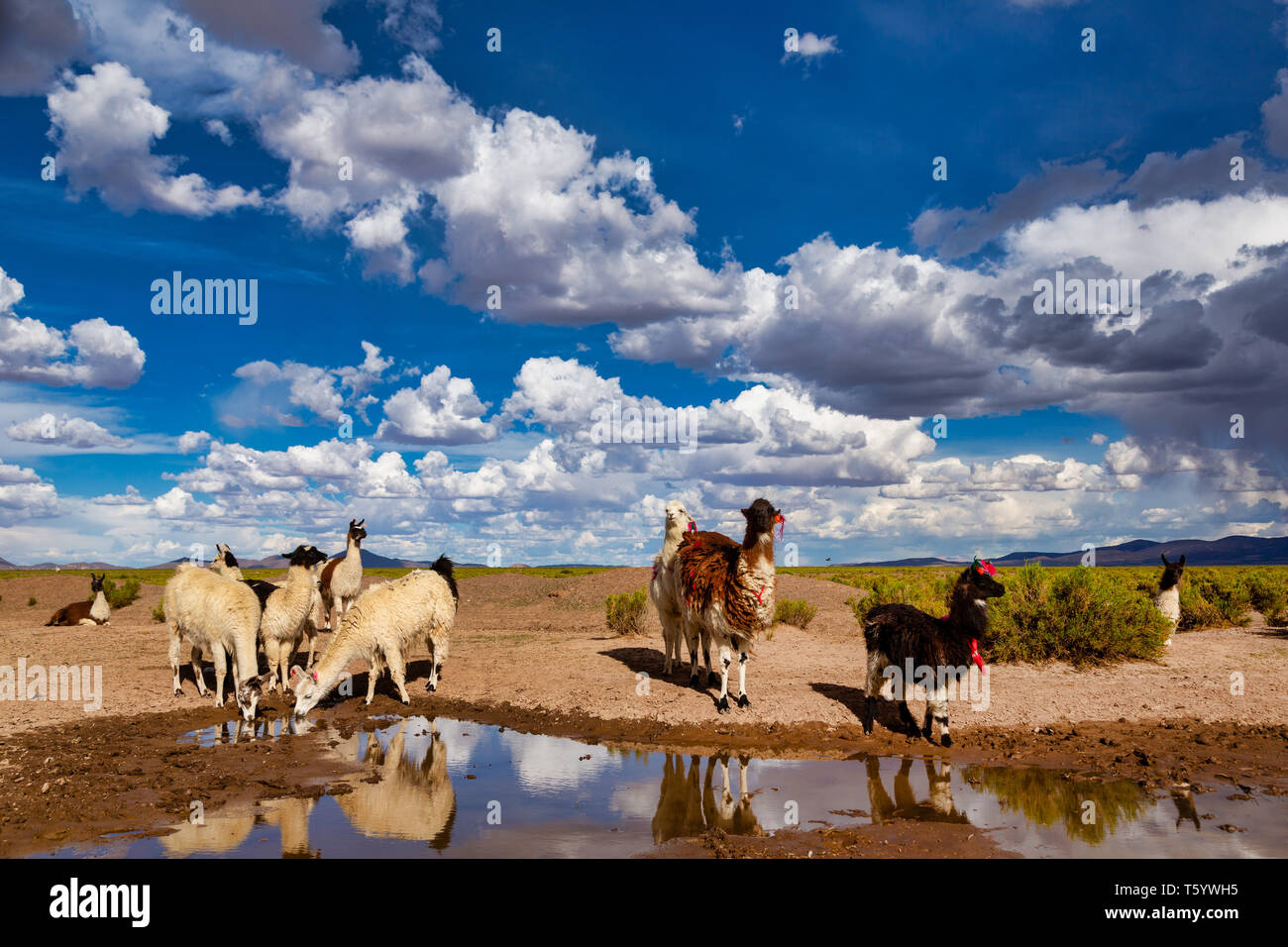 Llamas (Lama glama) Drinking Water at a Pond in the Andes Mountains. At ...