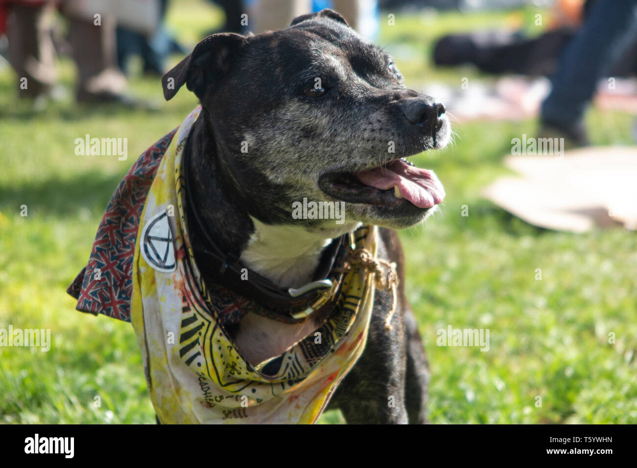 A rebel dog at the Closing Ceremony of the Extinction Rebellion ...