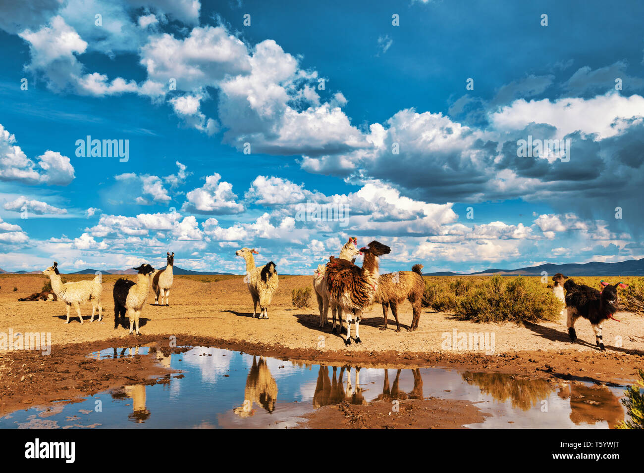 Llamas (Lama glama) Drinking Water at a Pond in the Andes Mountains. At ...