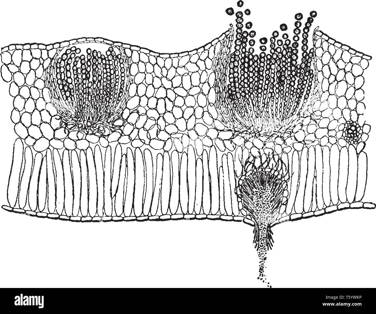This picture shows cluster cups in a section of a spring beauty leaf ...