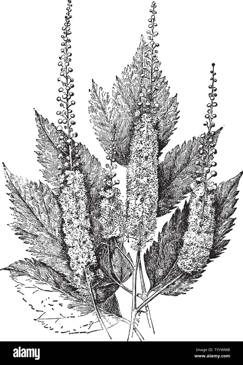 A small genus of perennial herbs of north temperate regions, vintage ...