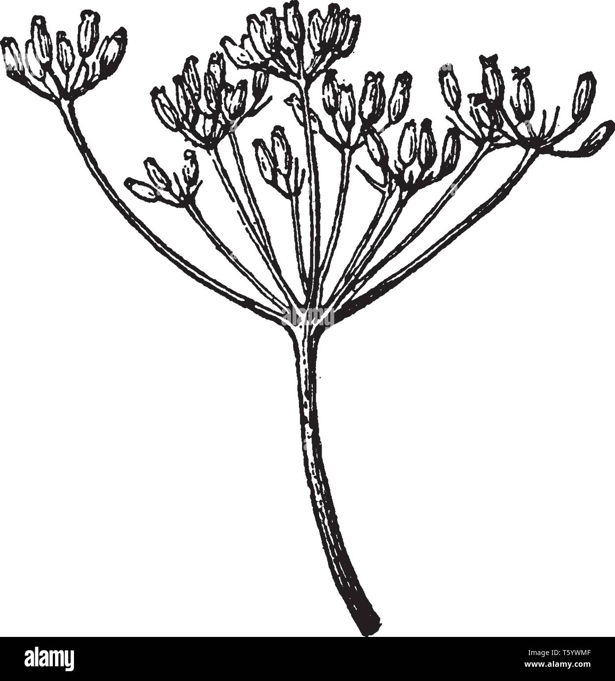 Compound Umbel Inflorescence