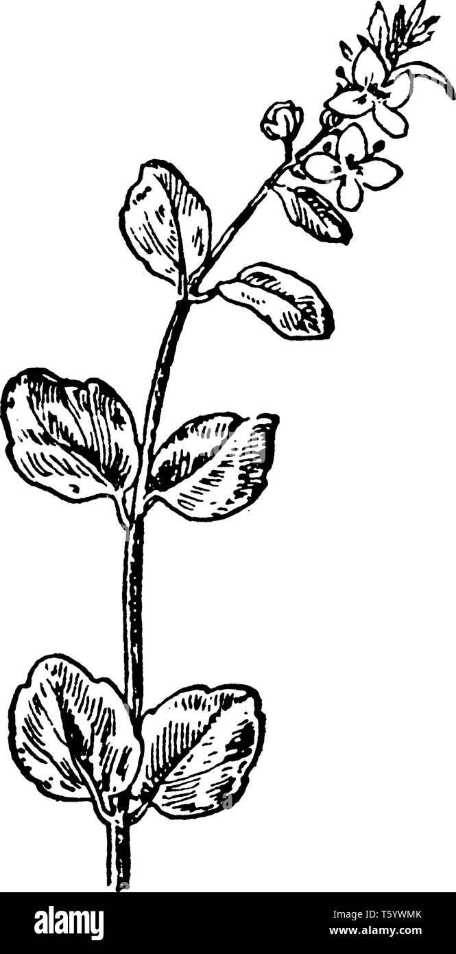 Thyme leaved speedwell drawing Black and White Stock Photos & Images ...