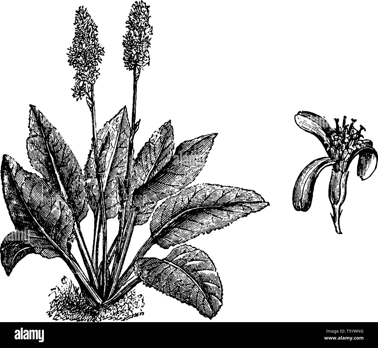 An image showing Habit and detached Flower Head of Ligularia ...