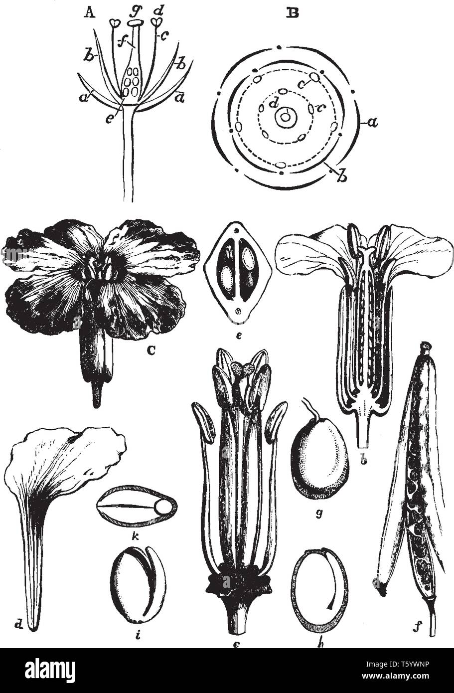 A picture describing the various parts and structure of a flower ...