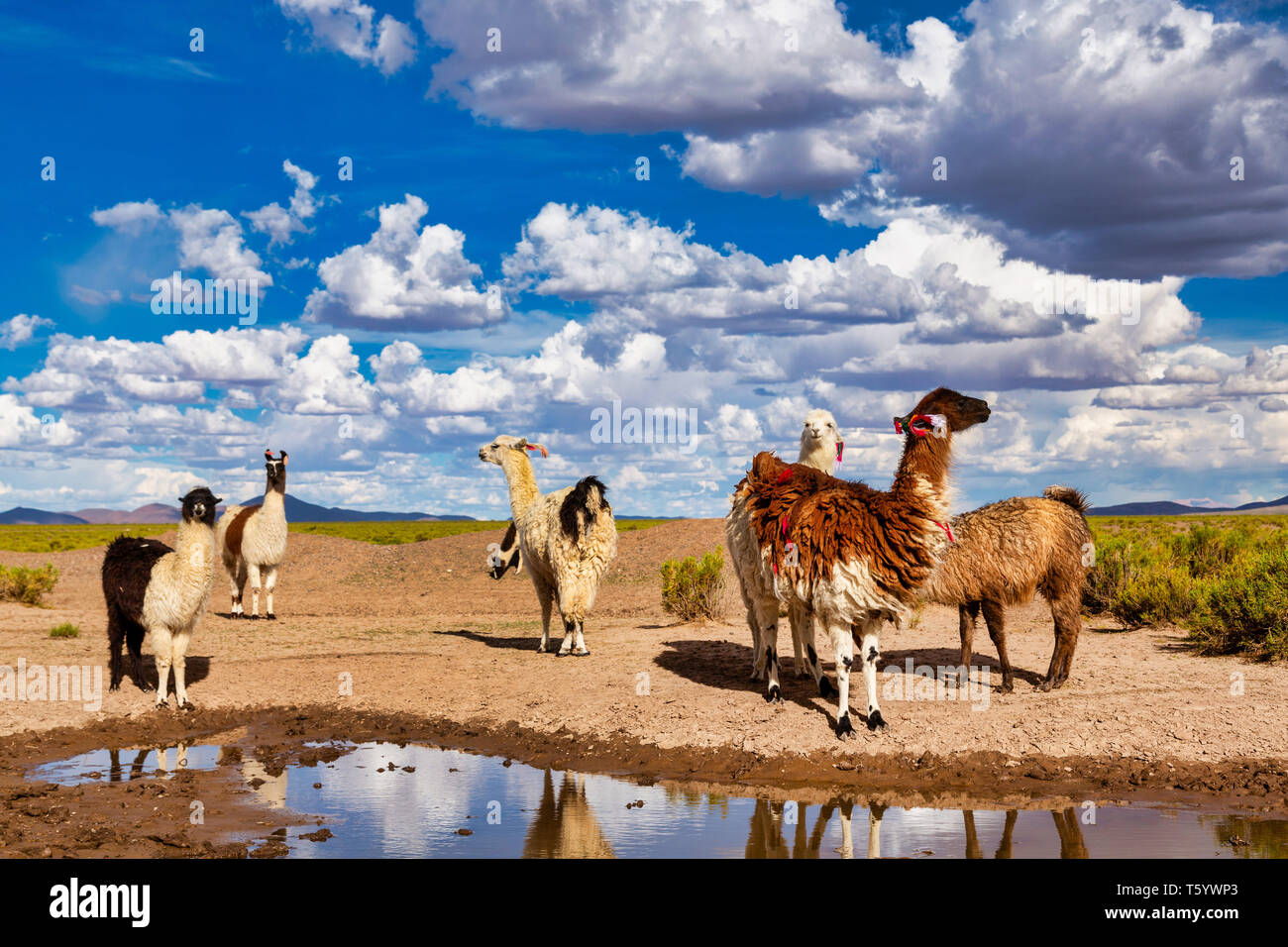 Llamas (Lama glama) Drinking Water at a Pond in the Andes Mountains. At ...