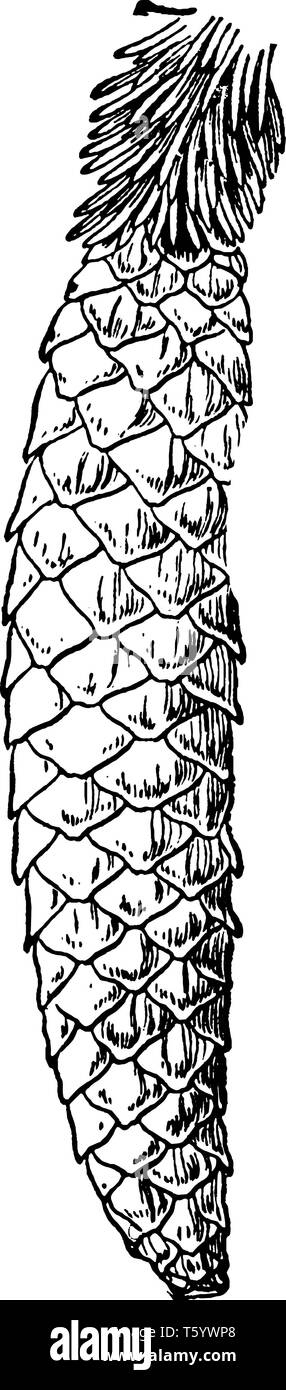 Spruce Fir Cone is pyramidal in shape with whorled branches, vintage ...