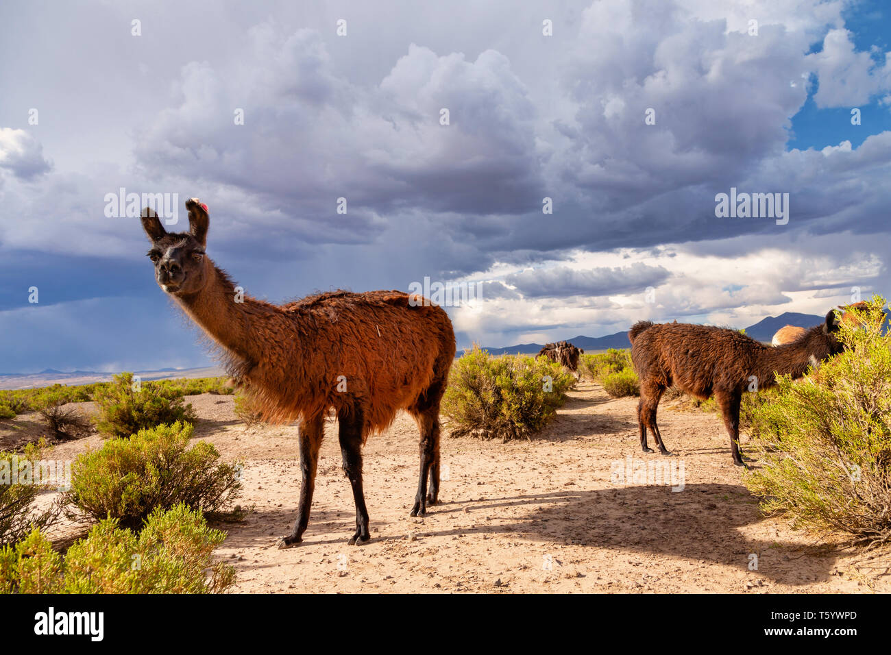 A Llama (Lama glama) Looking to Camera at the Andes Mountains. At ...