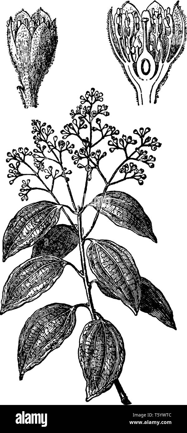 Cinnamon Plant Diagram