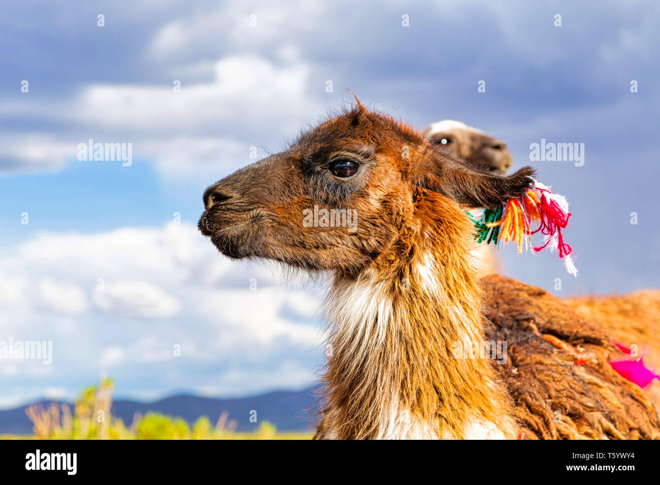 Closeup of a Llama (Lama glama) at the Andes Mountains. At background ...
