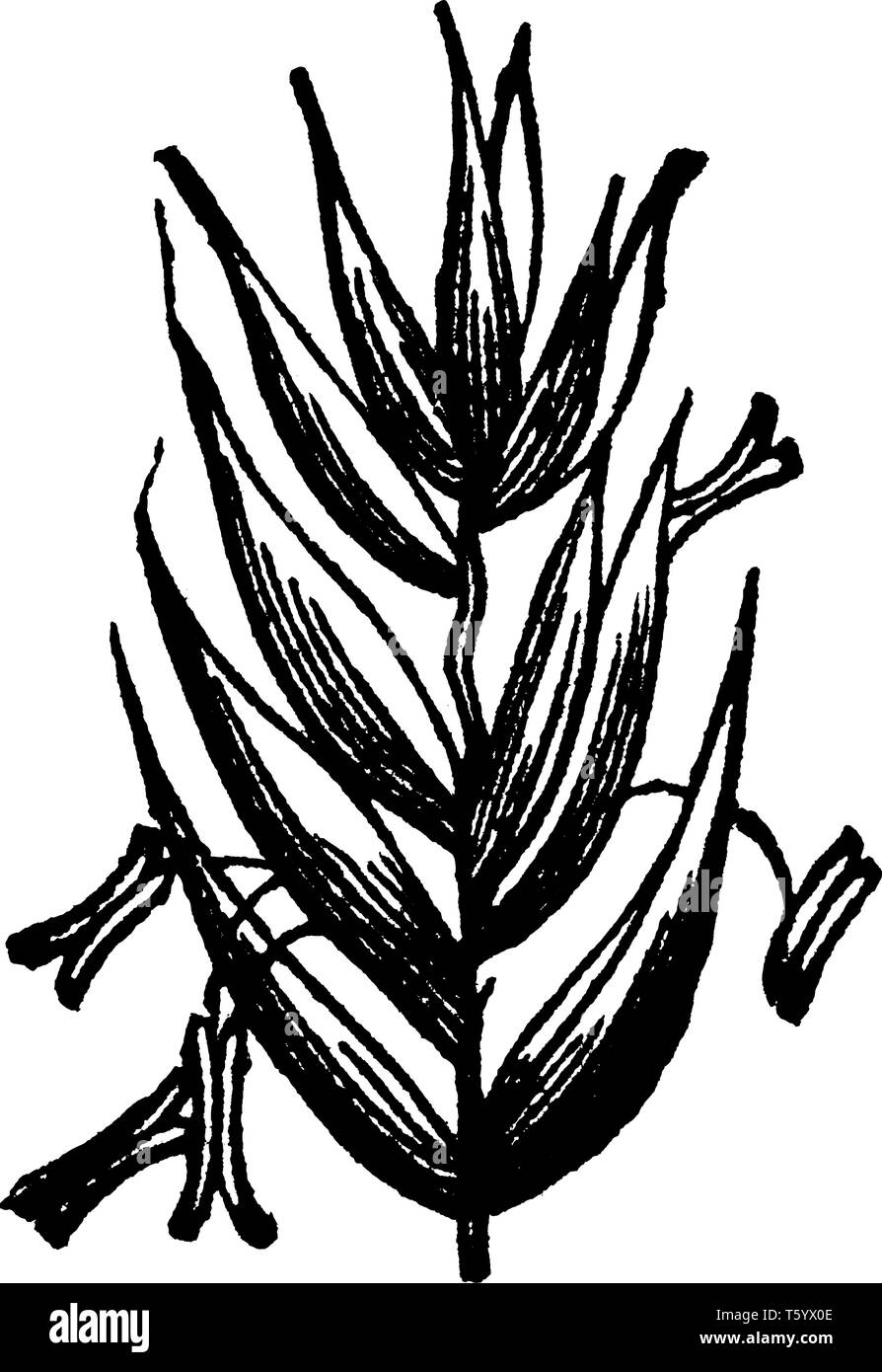 This is showing part of perennial rye grass. Inner in is very rough and ...