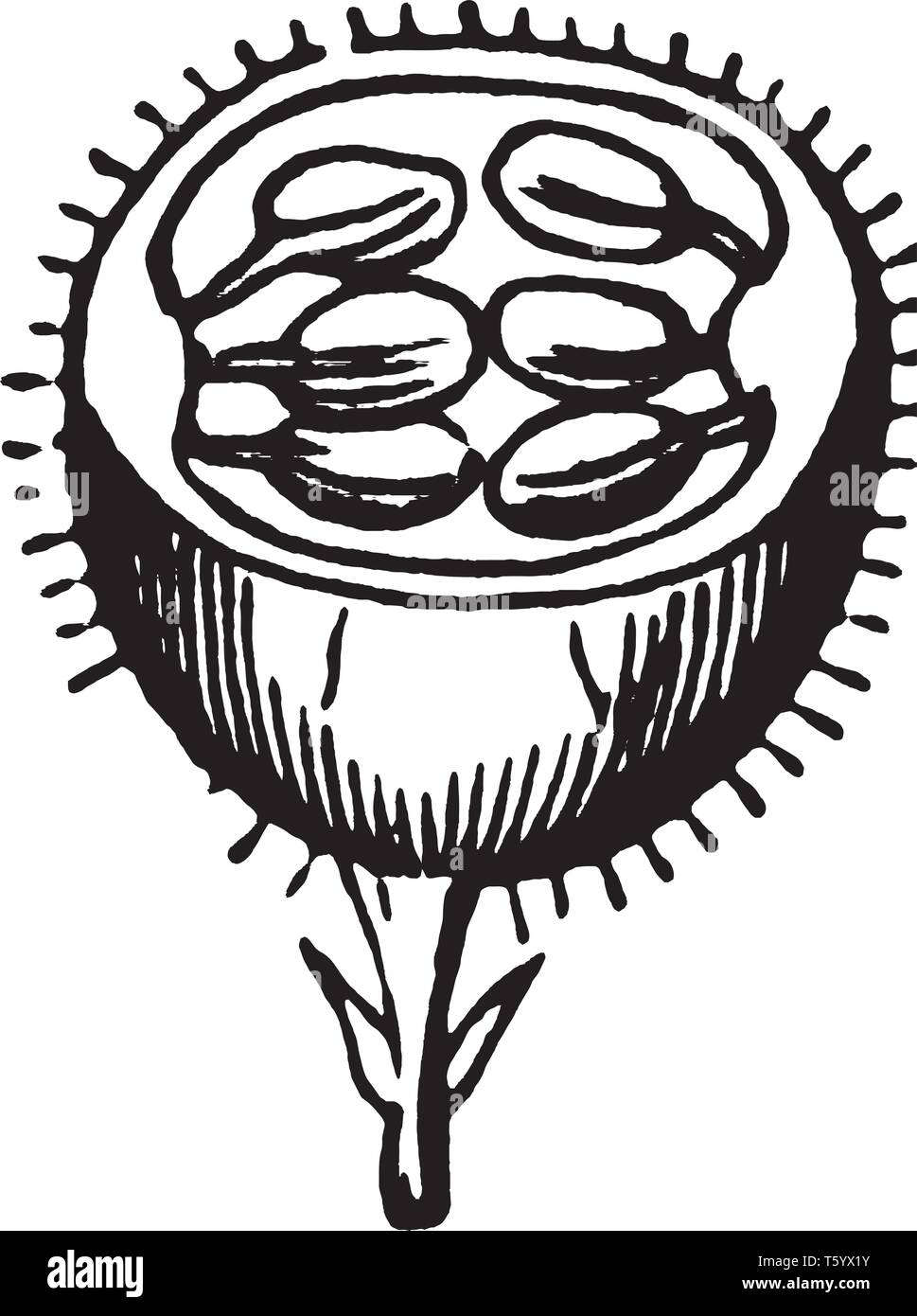 The leaves and flowers of the Gooseberry plant, vintage line drawing or ...