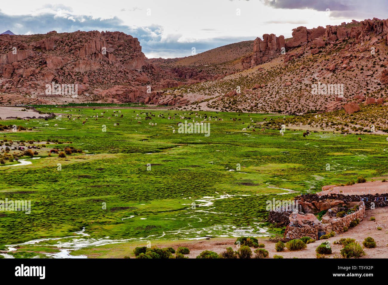 Green River Valley with Llamas and Alpacas in the Altiplano near Uyuni ...