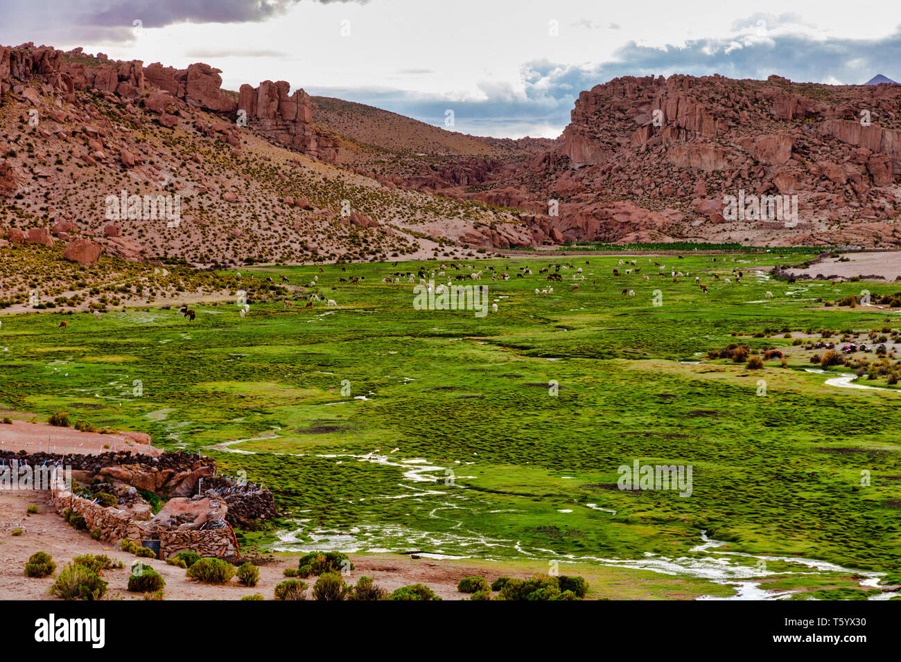 Green River Valley with Llamas and Alpacas in the Altiplano near Uyuni ...