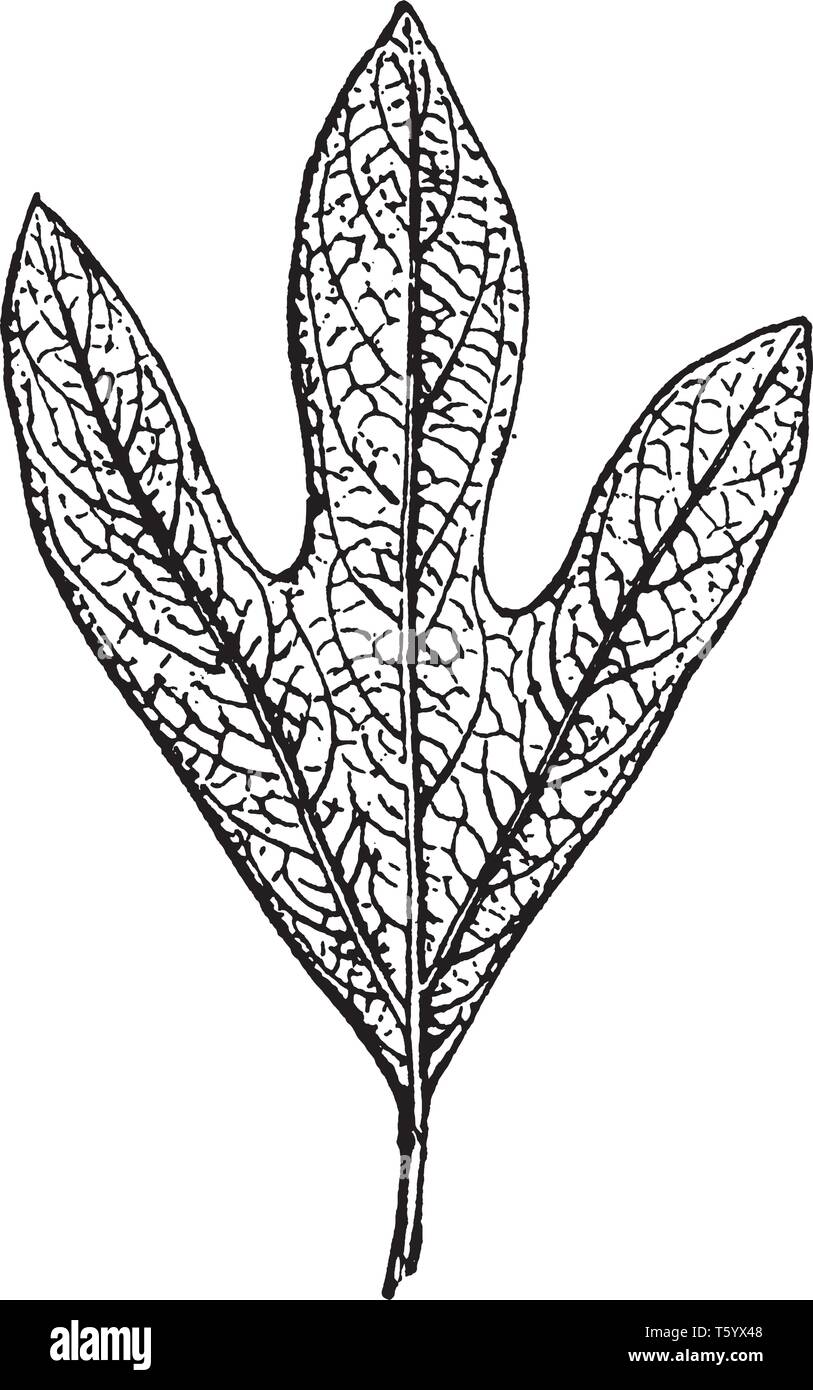 The leaf is long and broad. Leaf is thin. The veins go out from centra ...