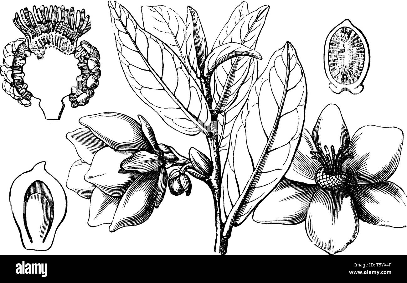 A picture is showing different parts of Annona plant also known as ...