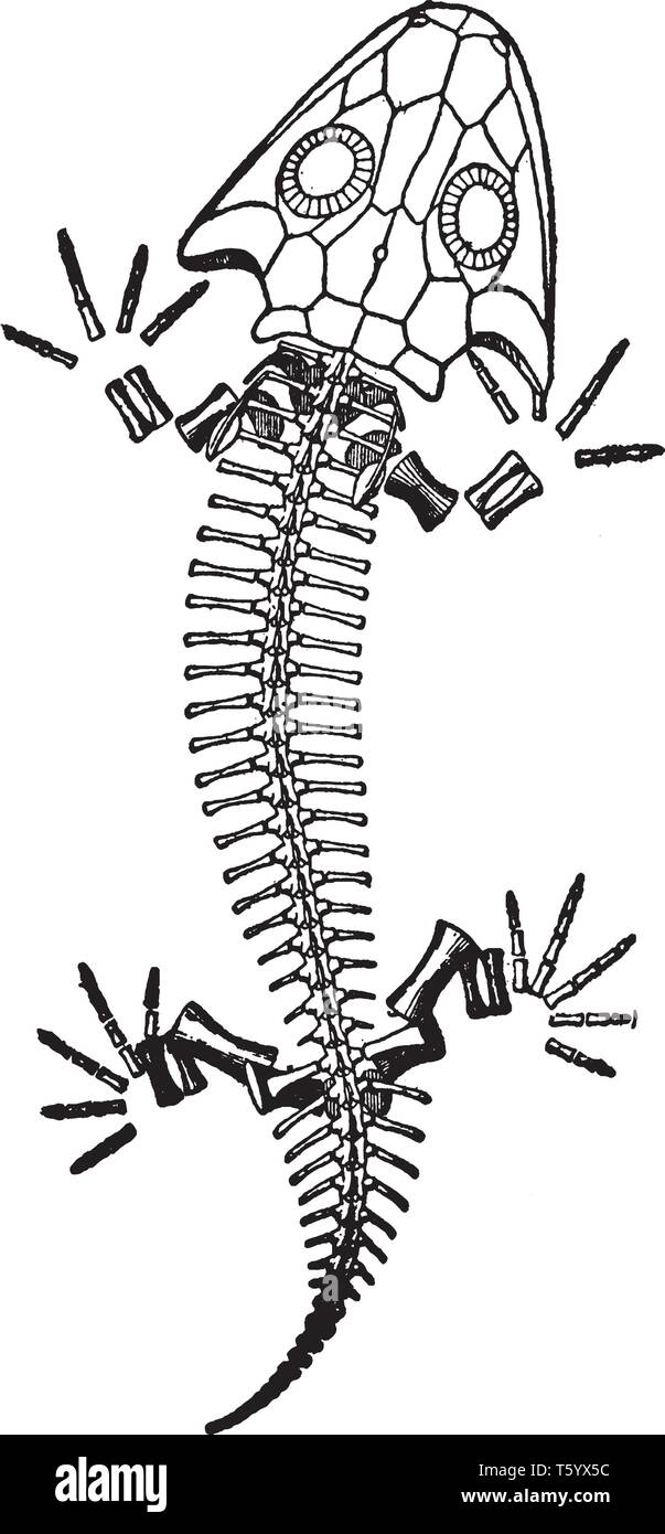 Branchiopod is a class of crustaceans and comprises fairy shrimp clam ...