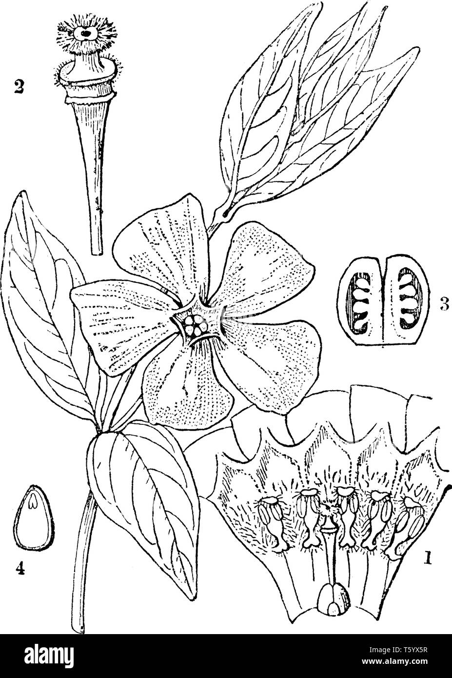 Jewels in Stock Vector Images - Alamy