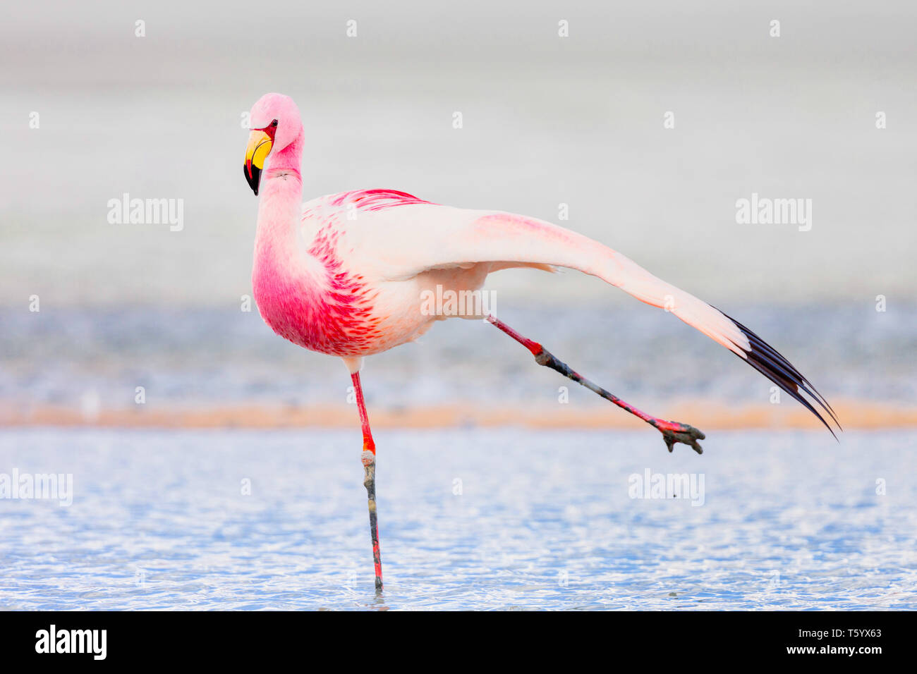 Andean flamingo (Phoenicoparrus andinus Stock Photo - Alamy