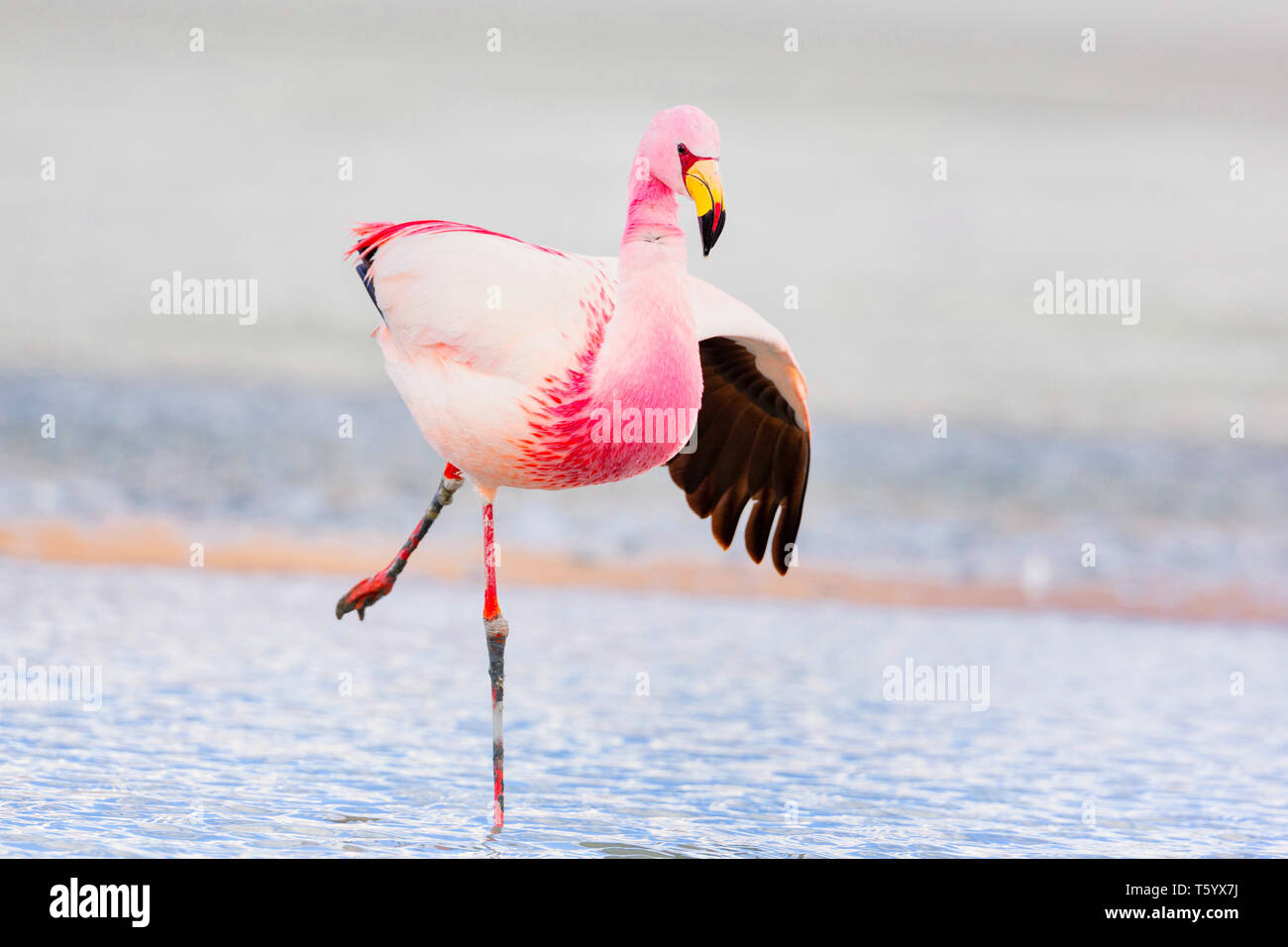 Andean flamingo (Phoenicoparrus andinus Stock Photo - Alamy