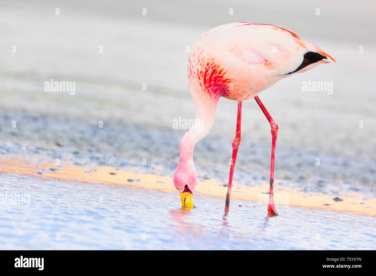 Andean flamingo (Phoenicoparrus andinus Stock Photo - Alamy