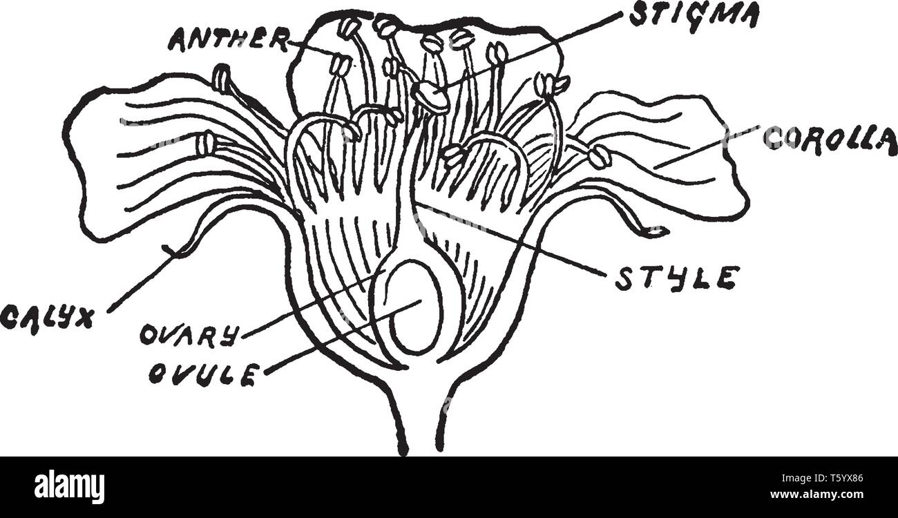 In this image are show you Anther, Stigma, calyx, ovary, ovule, corolla ...