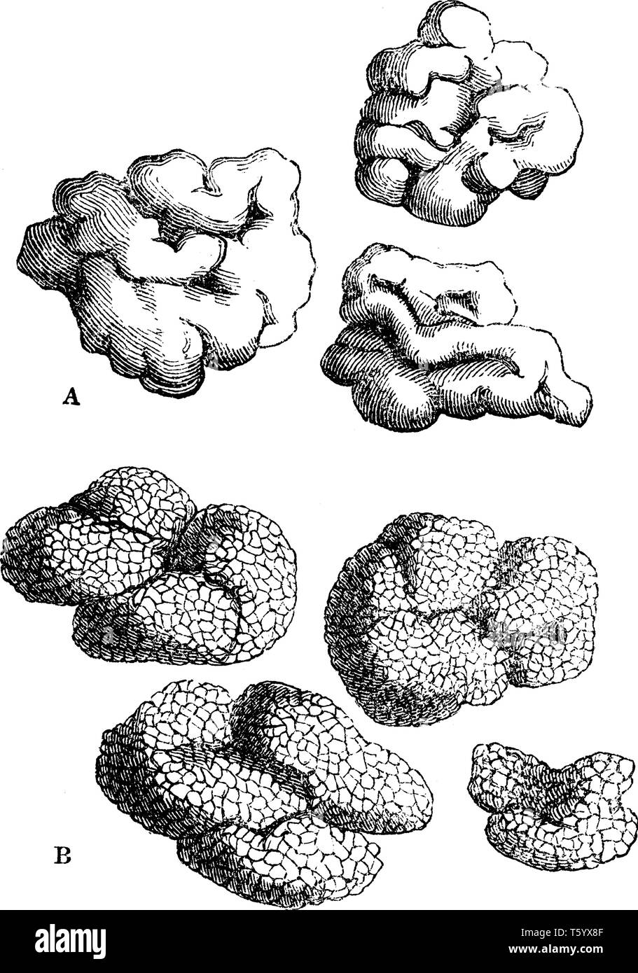 Lichens illustration hi-res stock photography and images - Alamy