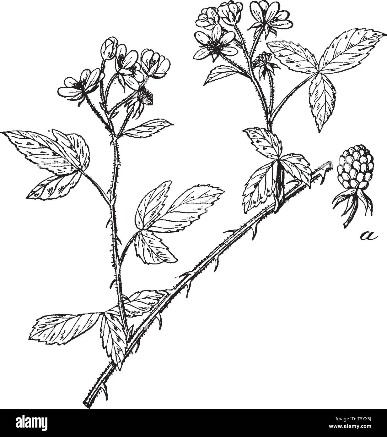 Blackberry Plant Drawing