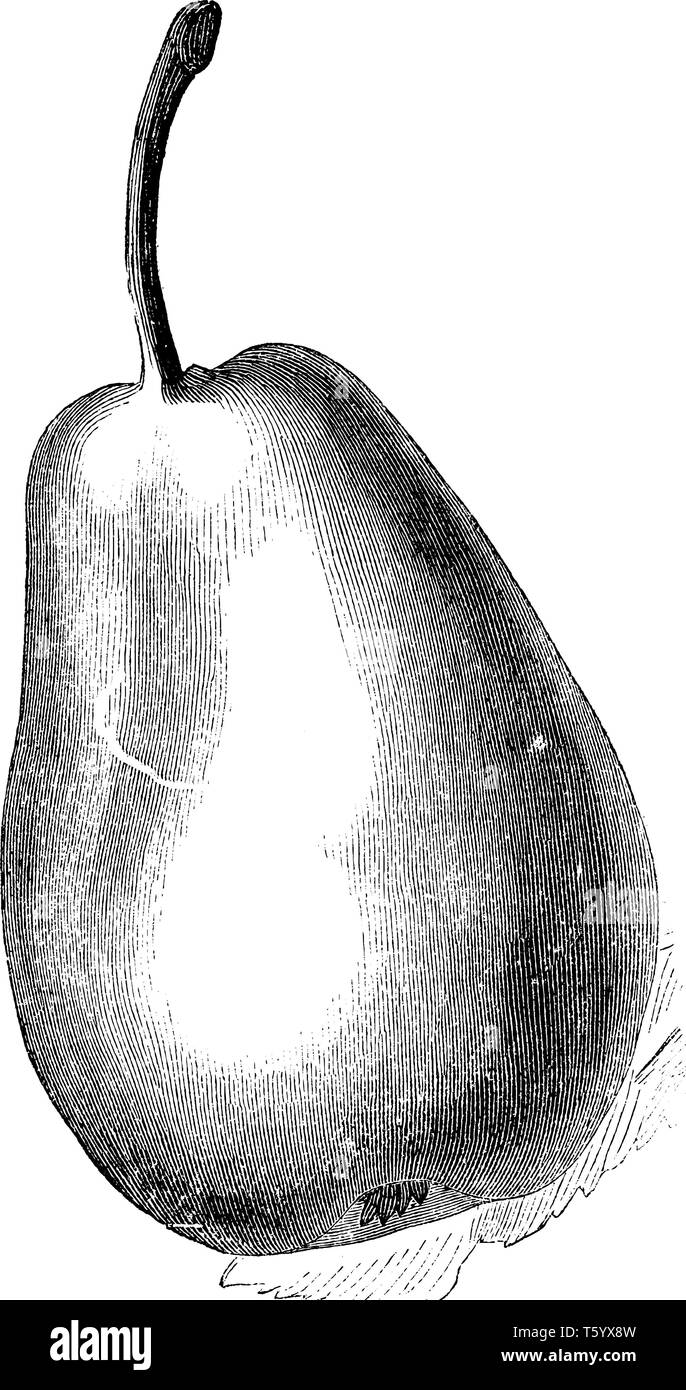 A picture showing a fruit of Washington Pear, vintage line drawing or ...