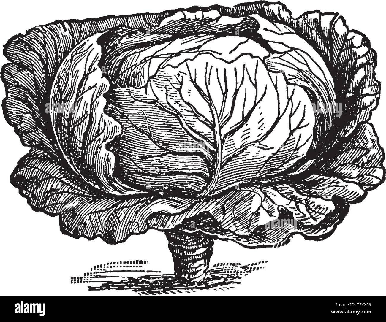 A picture of cabbage. It is the widely cultivated crops around the ...