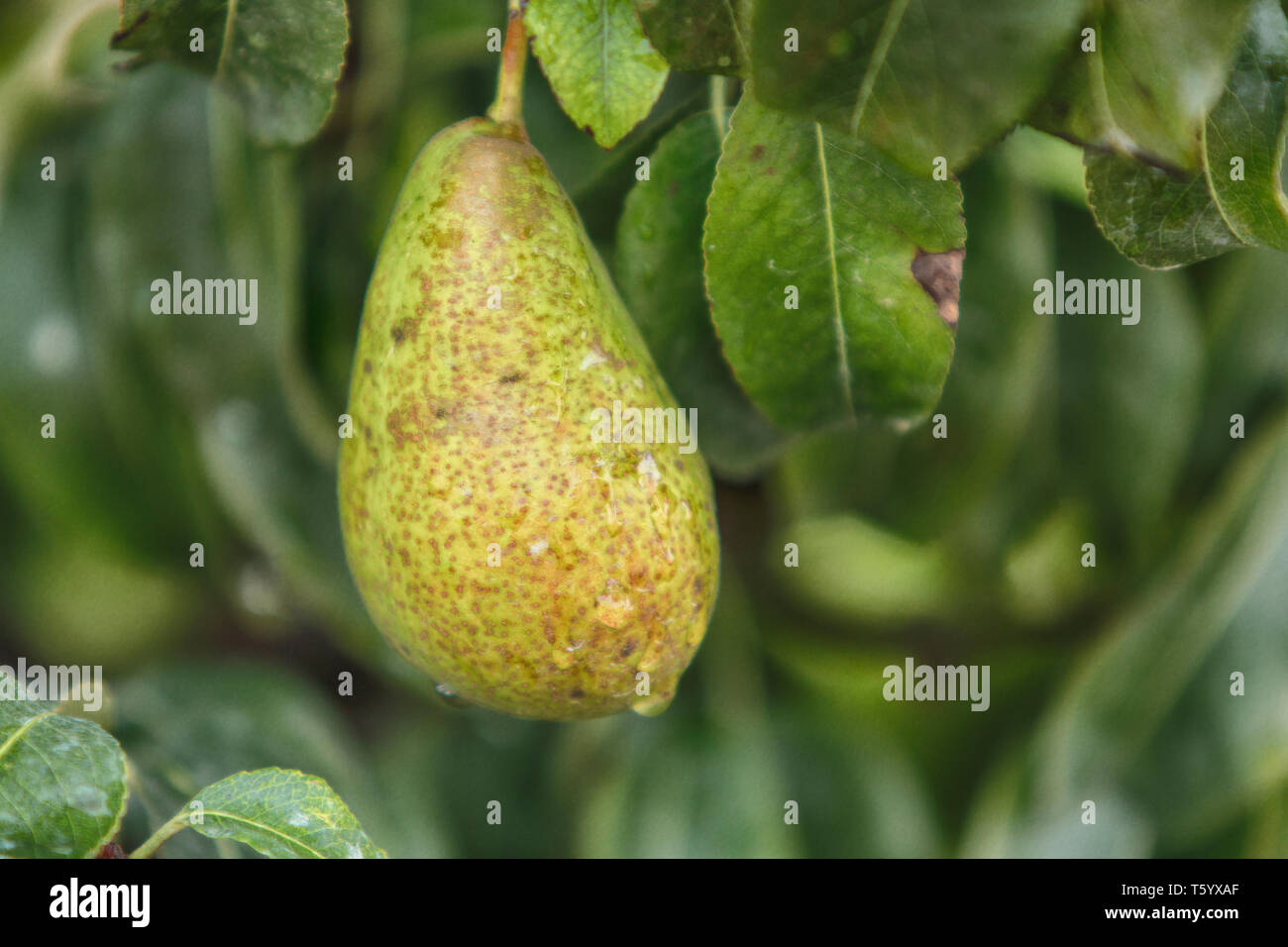Pear tree with fruit at Villandry castle gardens, in France. Chateau de ...