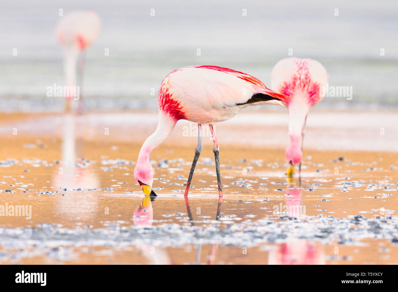 Andean flamingos (Phoenicoparrus andinus Stock Photo - Alamy