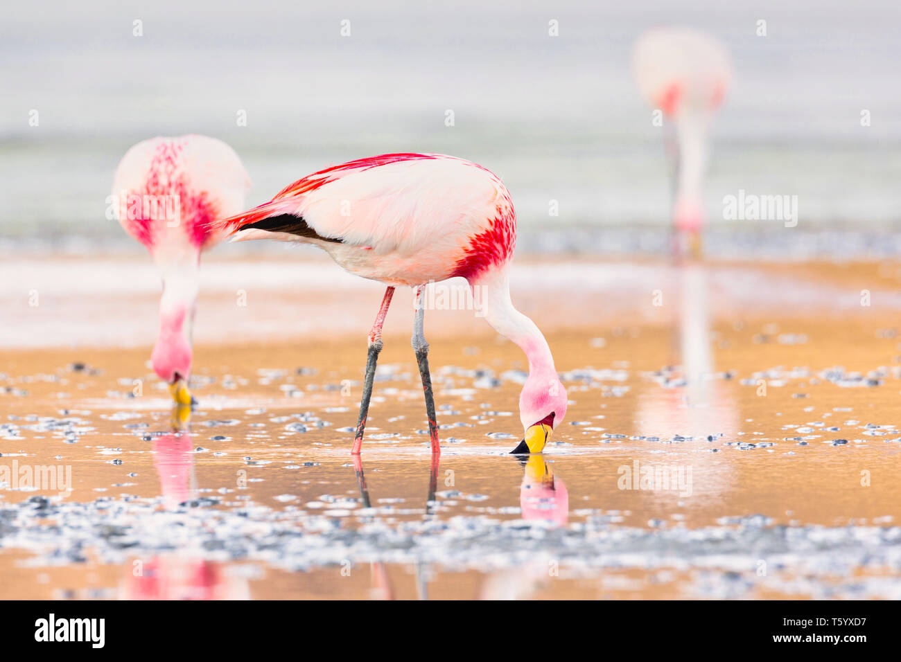 Andean flamingos (Phoenicoparrus andinus Stock Photo - Alamy