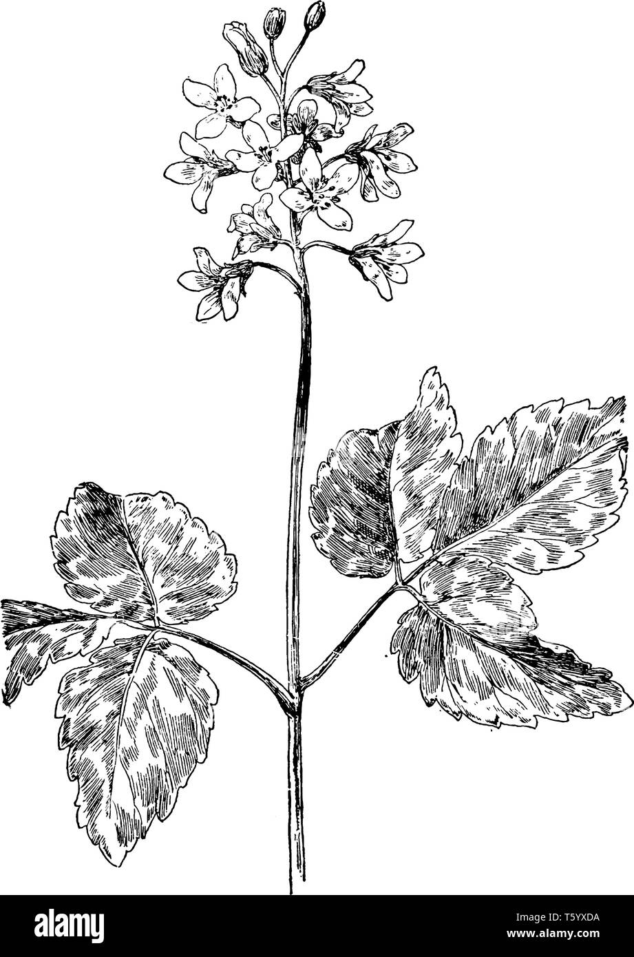 Toothwort is also called as Lathraea. It is parasitic on the roots of ...