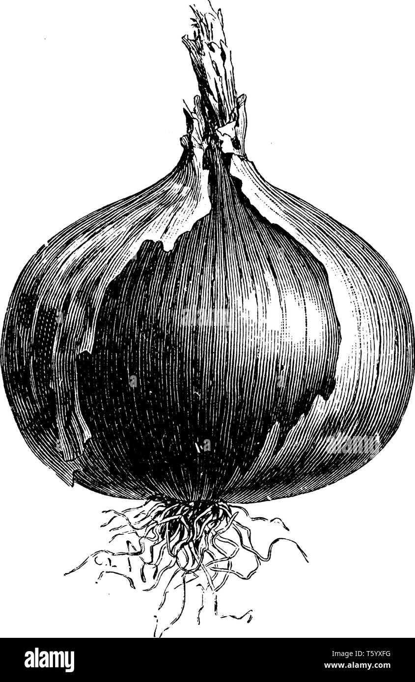 Side roots Stock Vector Images - Alamy