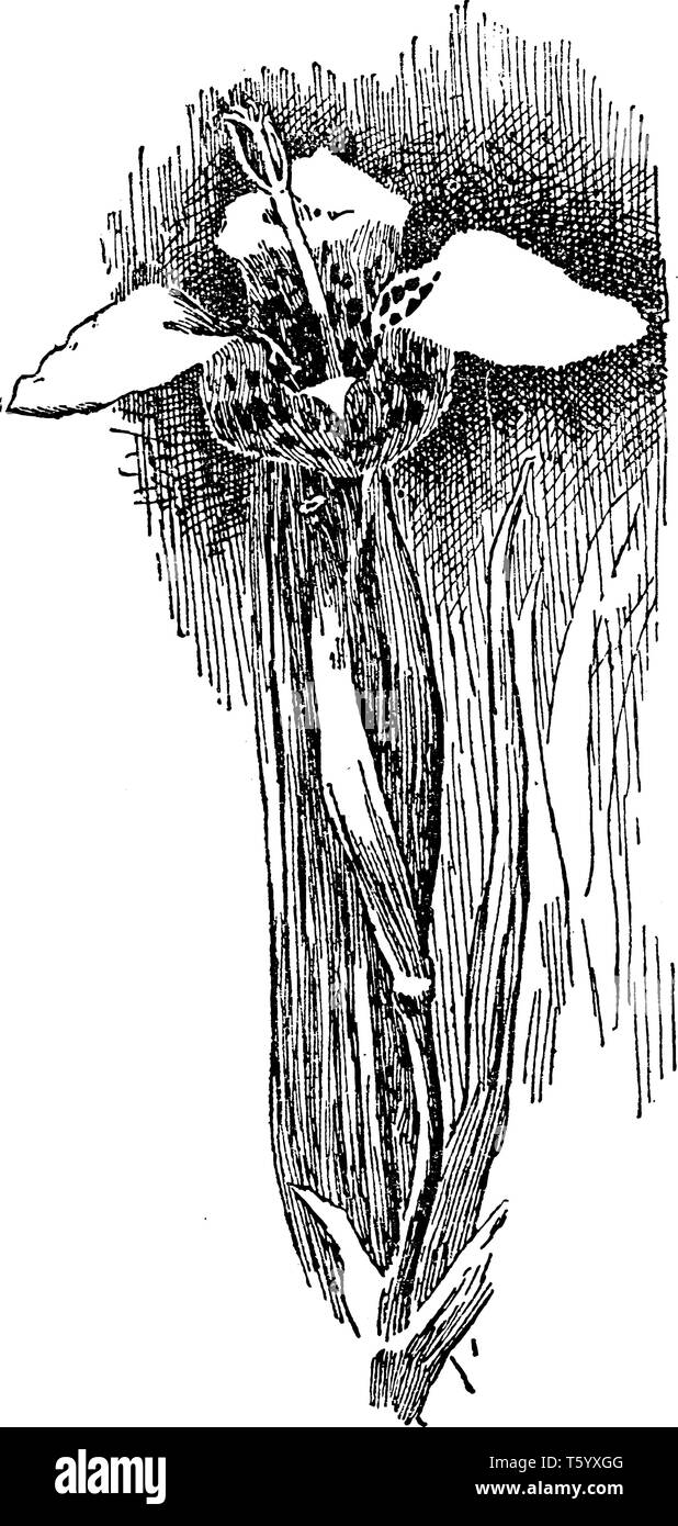 Leaves to cup Black and White Stock Photos & Images - Alamy