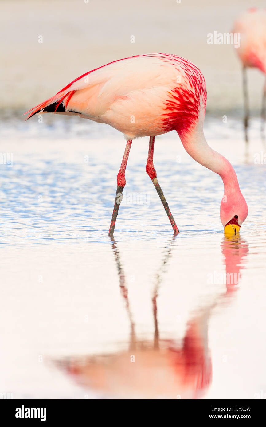 Andean flamingo (Phoenicoparrus andinus Stock Photo - Alamy