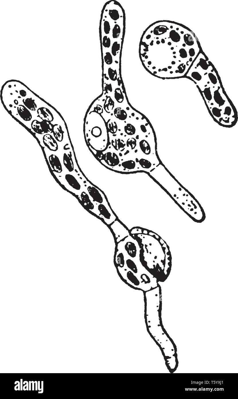 Bryophyta Stock Vector Images - Alamy