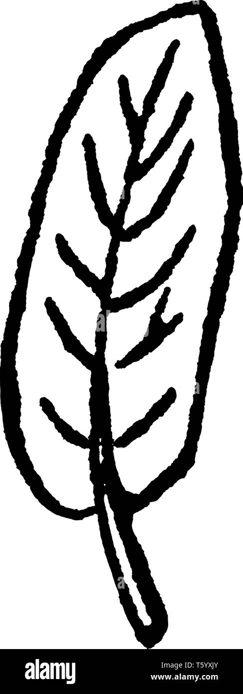 A image of Oblong Leaf. The size of the Leaf is oval, vintage line ...