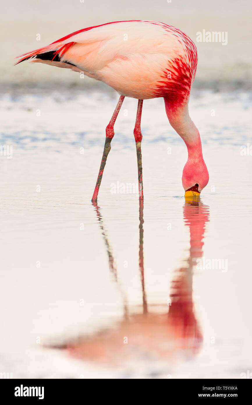 Andean flamingo (Phoenicoparrus andinus Stock Photo - Alamy